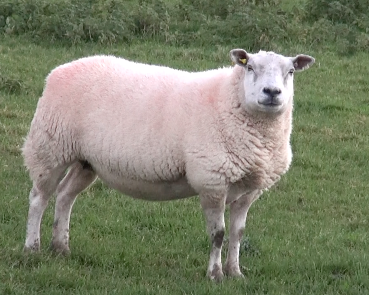 What are those Sheep doing in a National Park? (Peak District in ...