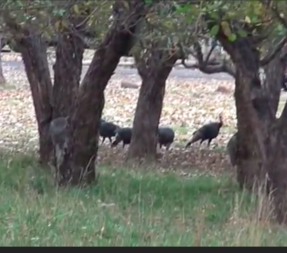 The Turkey "Problem" at Capitol Reef National Park - National Park History